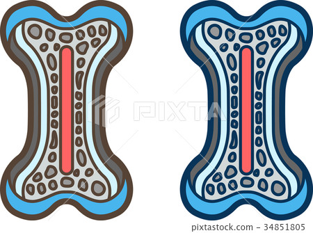 Bone content - Stock Illustration [34851805] - PIXTA