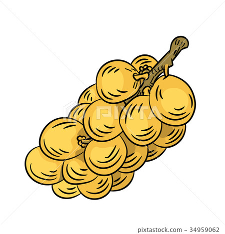 Illustration of Langsat -Vector Illustration - Stock Illustration ...