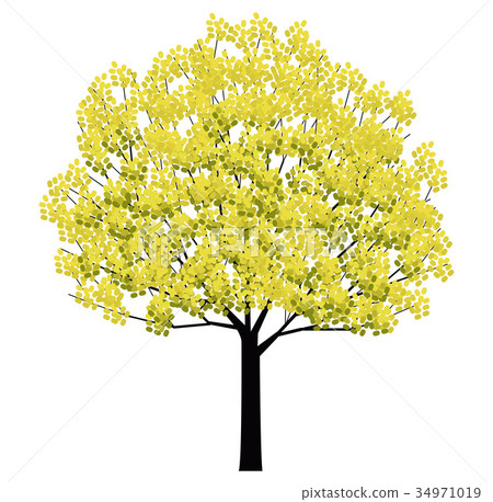Ginkgo biloba sketch botanical drawing - Stock Illustration [34971019 ...