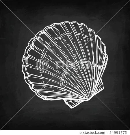 Chalk sketch of scallop - Stock Illustration [34991775] - PIXTA