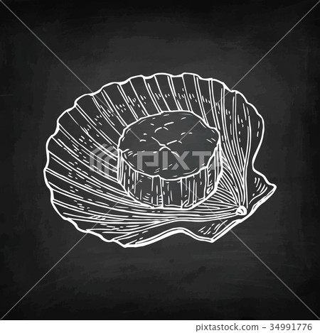 Chalk sketch of scallop - Stock Illustration [34991776] - PIXTA