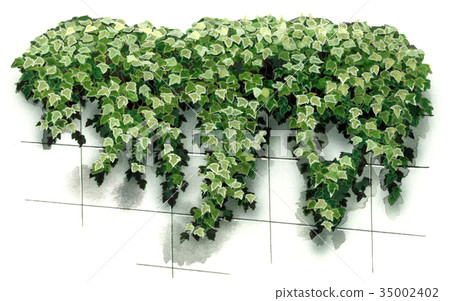 Precision plant drawing of hedera illustration... - Stock Illustration ...
