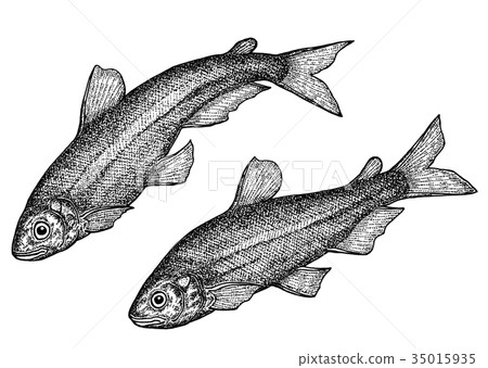 Shishamo - Stock Illustration [35015935] - PIXTA