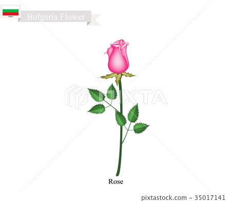Bulgaria National Flower