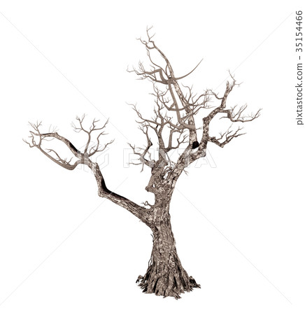 Dead tree isolated on white background - Stock Illustration [35154466 ...