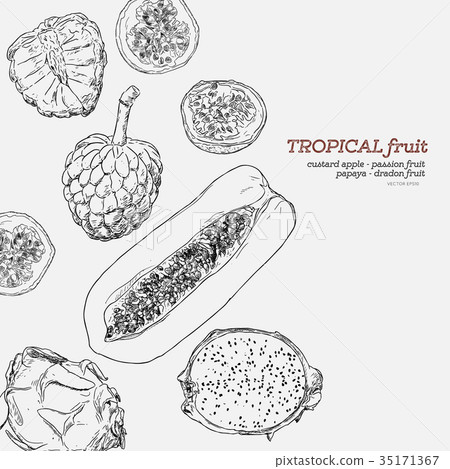 Tropical fruits hand draw vector set. - Stock Illustration [35171367 ...