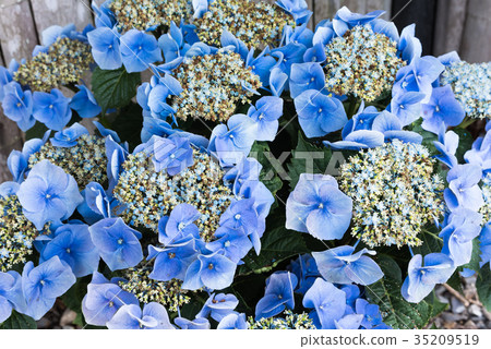 Blooming hydrangea blue sky - Stock Photo [35209519] - PIXTA