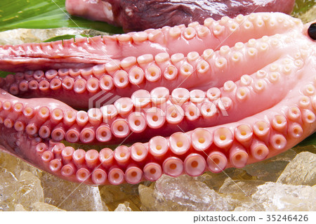 Octopus foot - Stock Photo [35246426] - PIXTA
