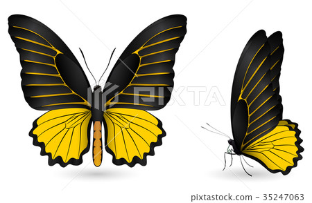 Set of colorful butterflies. Front and side view - Stock Illustration ...