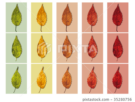 Zelkova autumn leaves color back list - Stock Illustration [35280756 ...