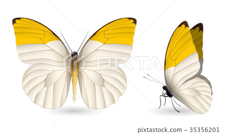 Set of colorful butterflies. Front and side view - Stock Illustration ...