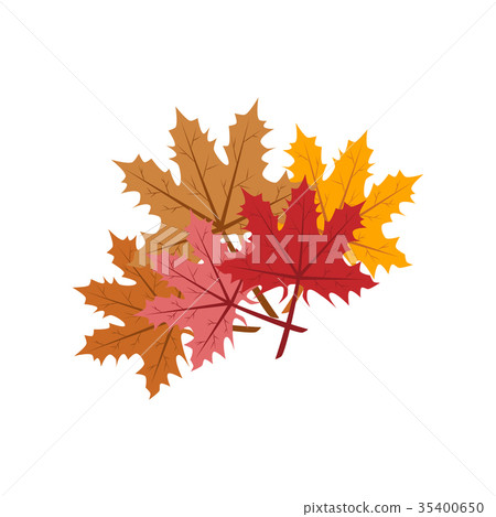 Maple leaf illustration - Stock Illustration [35400650] - PIXTA