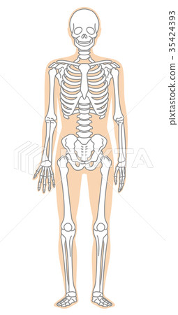 Skeleton model Human body Medicine - Stock Illustration [35424393] - PIXTA