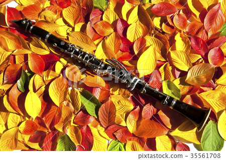 Foliage, autumn, clarinet, instrument - Stock Photo [35561708] - PIXTA