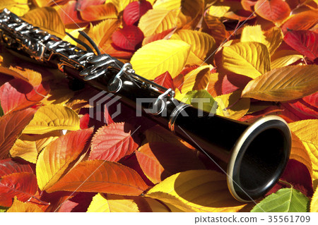 Foliage, autumn, clarinet, instrument - Stock Photo [35561709] - PIXTA