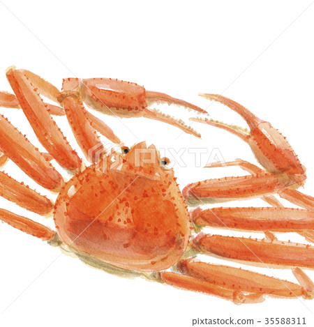Matsuba crab Snow crab - Stock Illustration [35588311] - PIXTA