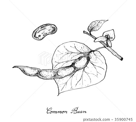 Hand Drawn of Common Bean Plants White Background - Stock Illustration ...