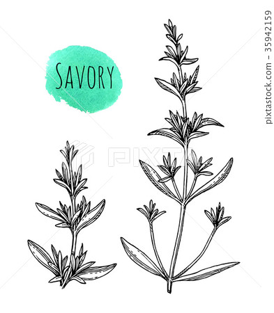Ink sketch of savory. - Stock Illustration [35942159] - PIXTA