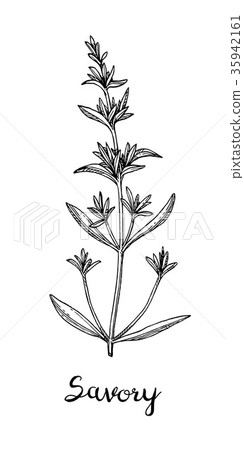 Ink sketch of savory. - Stock Illustration [35942161] - PIXTA