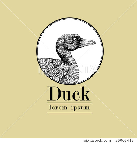 Vector hand drawn duck illustration. Vintage - Stock Illustration ...