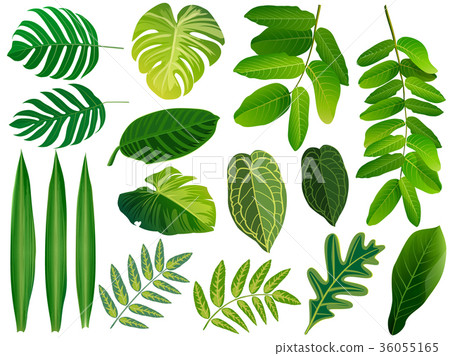 Summer, spring leaves set. Green flat icon. vector - Stock Illustration ...