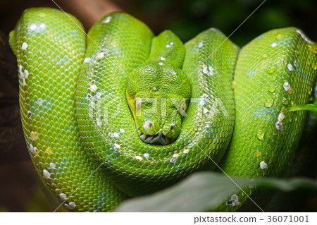 Green Tree Python Eye