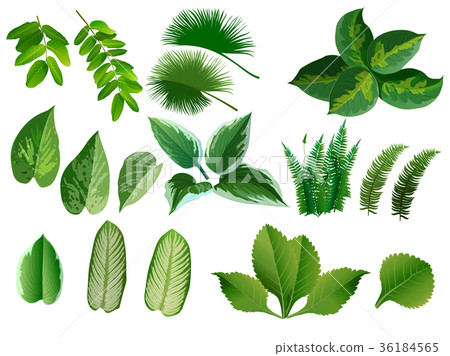 Summer, spring leaves set. Green flat icon. vector - Stock Illustration ...