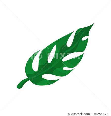 Green split tropical leaf vector Illustration - Stock Illustration ...