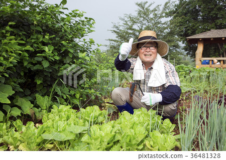 diligent farmer's life, green rice plants... - Stock Photo [36481328 ...