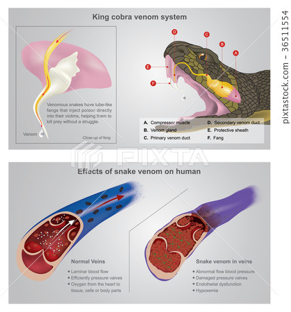 Effect of snake venom on human. Info graphic. - Stock Illustration ...