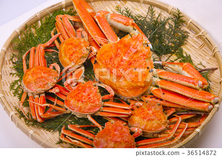 Matsuba crab ingredients - Stock Photo [36514872] - PIXTA