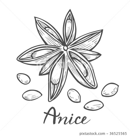 illustration of anise. - Stock Illustration [36525565] - PIXTA