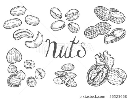 Hand drawn Nuts set - Stock Illustration [36525668] - PIXTA