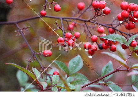 Fruit of Nanten - Stock Photo [36637098] - PIXTA