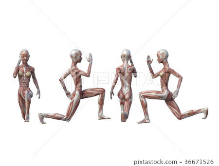 Female dissection muscle 3DCG illustration... - Stock Illustration ...