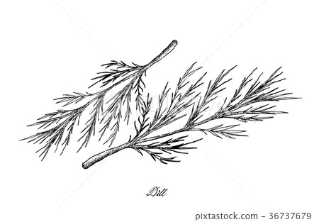 Hand Drawn of Dill Plants on White Background - Stock Illustration ...