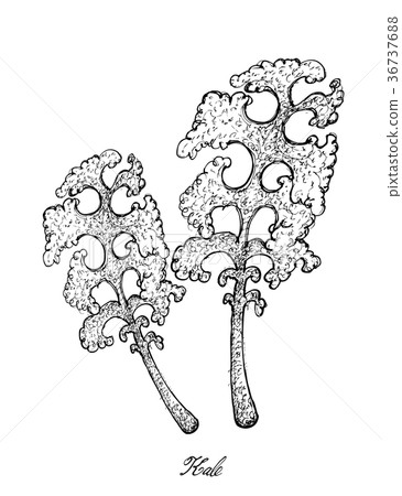 Kale Plant Drawing