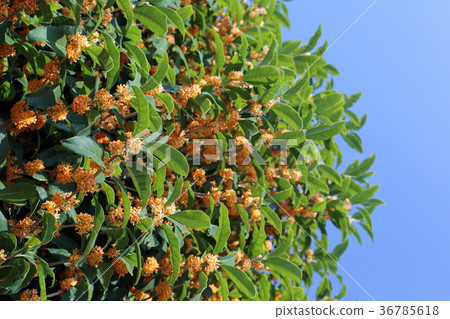 Kinmokusei - Stock Photo [36785618] - PIXTA