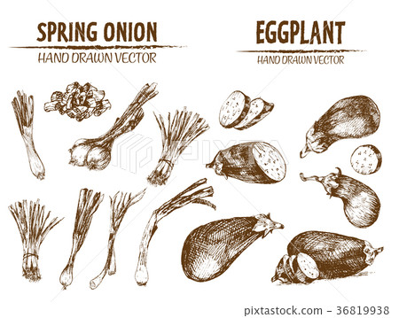 Digital vector detailed line art spring onion - Stock Illustration ...