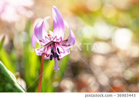 Katakuri flowers - Stock Photo [36983443] - PIXTA