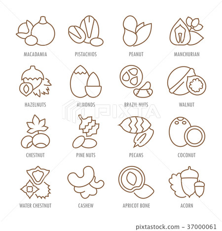 Set Vector Flat Line Icons Nuts - Stock Illustration [37000061] - PIXTA