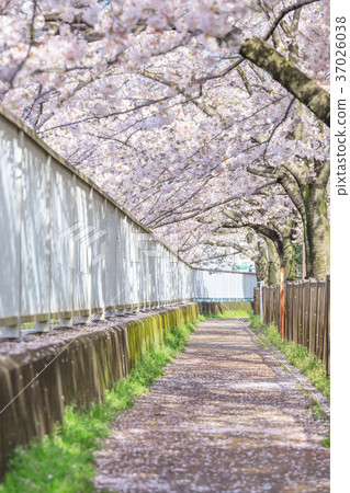 Cherry blossom image _ cherry blossom tree way - Stock Photo [37026038 ...