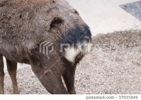 Deer's ass - Stock Photo [37035849] - PIXTA