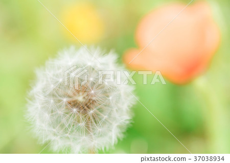 Image _ dandelion fluff - Stock Photo [37038934] - PIXTA