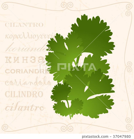 Sprig of cilantro in vintage style - Stock Illustration [37047980] - PIXTA
