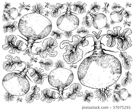 Hand Drawn of Swede on White Background - Stock Illustration [37075291 ...