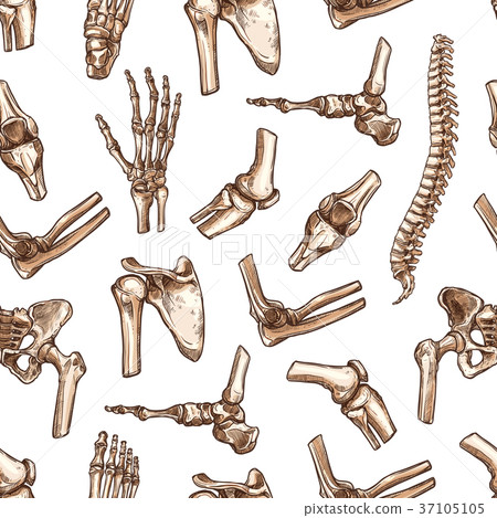 Vector seamless pattern human body bones sketch - Stock Illustration ...