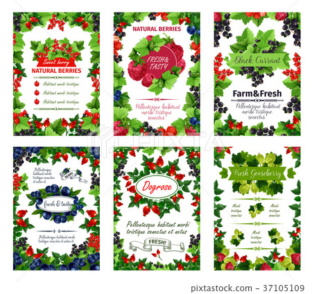 Vector berry posters fresh natural garden berries - Stock Illustration ...