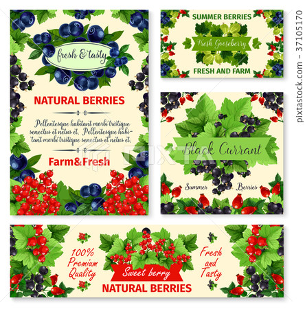 Berry summer fruit banner and poster template set - Stock Illustration ...