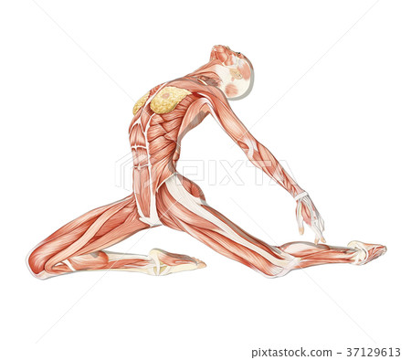 Women in the dance pose Anatomy muscle 3DCG... - Stock Illustration ...